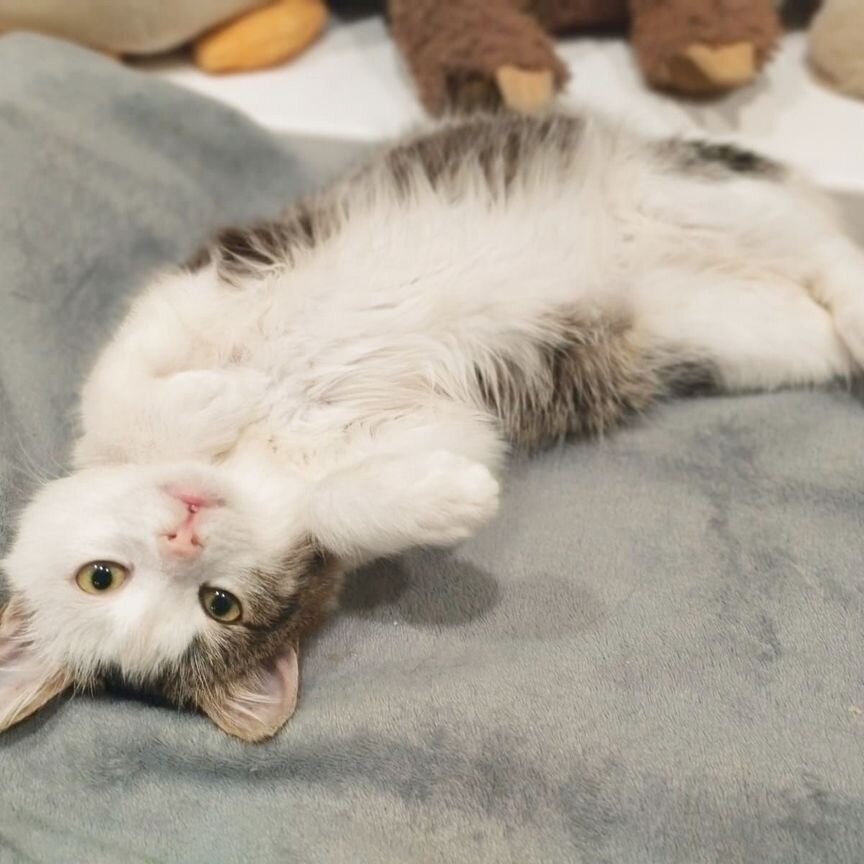 Котенок в добрые руки