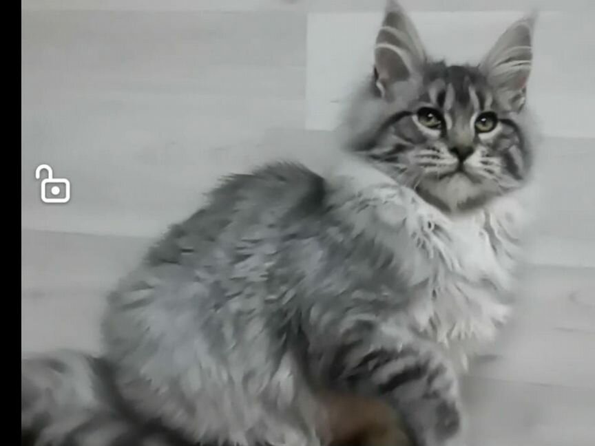 Котята мейн-кун