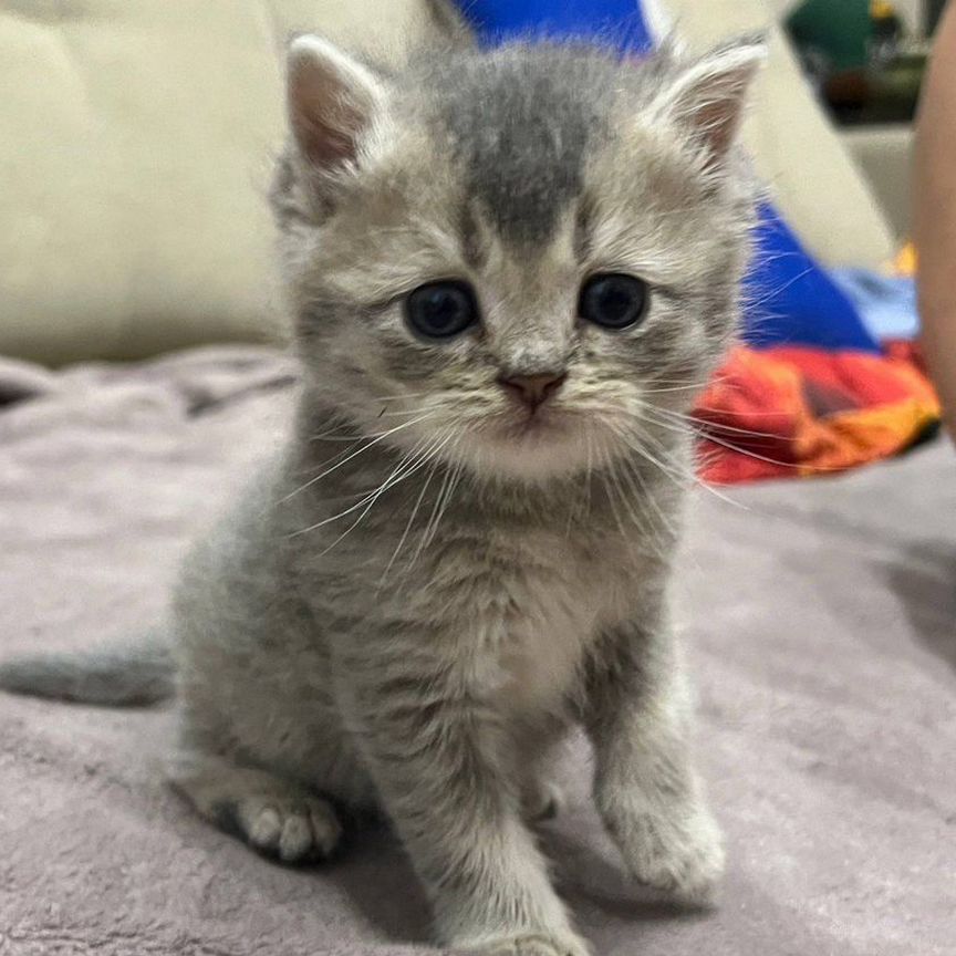 Шотландский прямоухий длинношёрстный котёнок