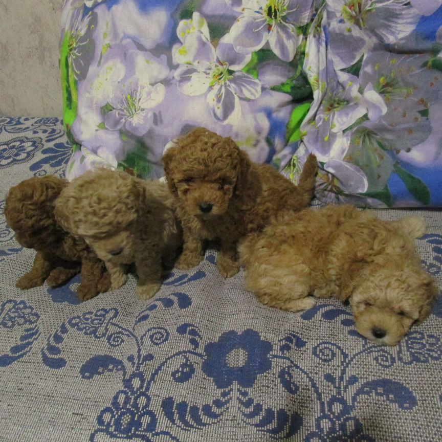 Карликовый пудель, щенок