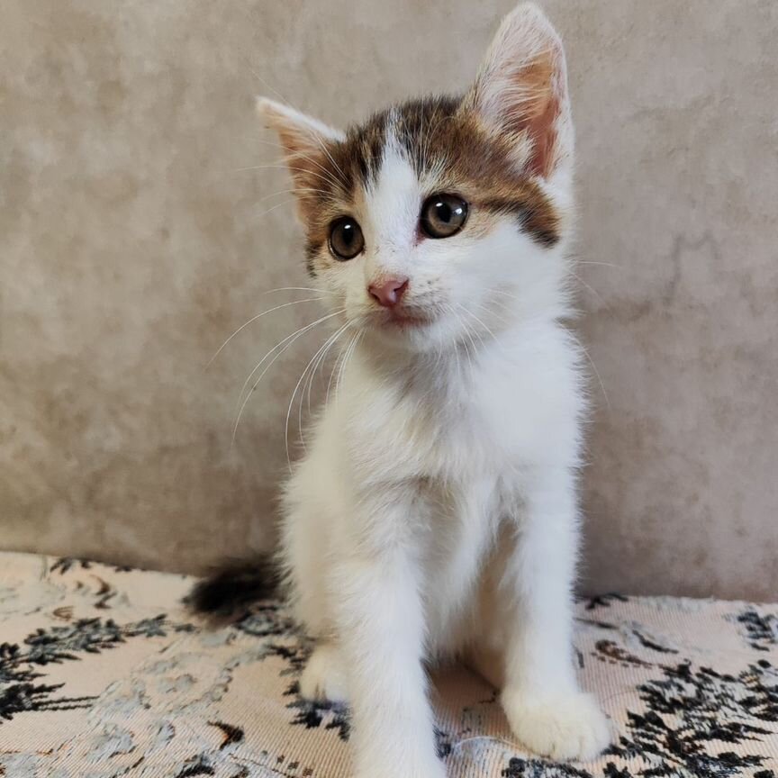 Кошечка Марин