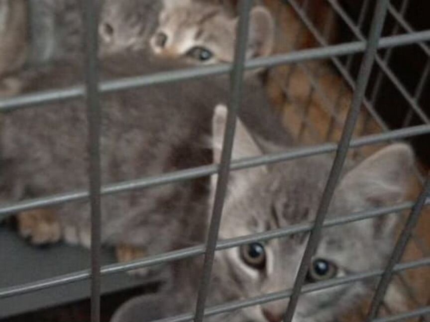 Котята - счастье в ваш дом