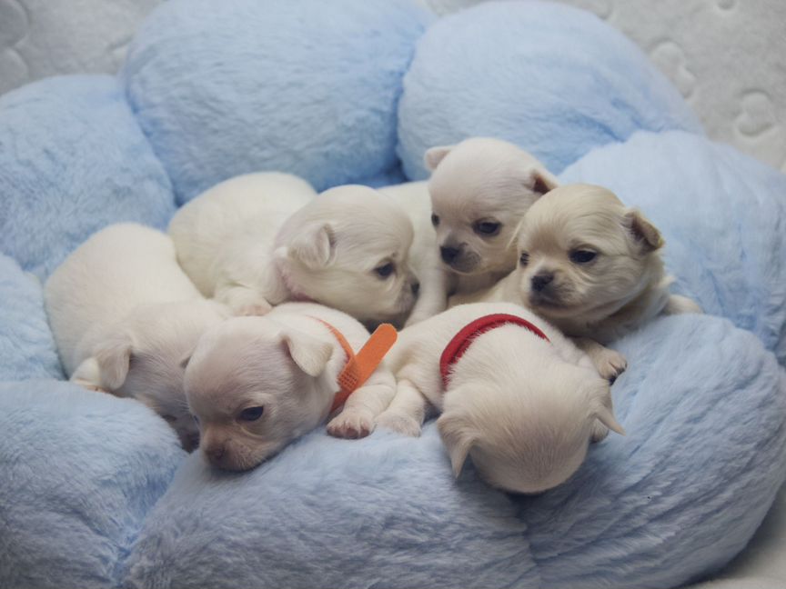 Щенки чихуахуа