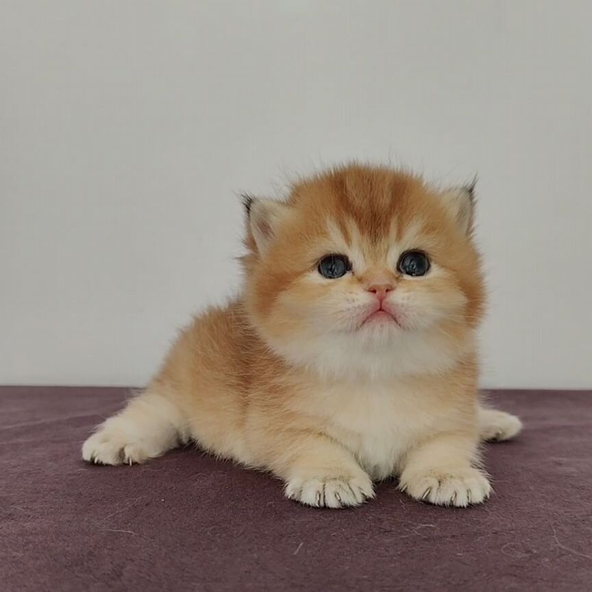 Кошки