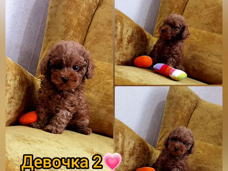 Мальтипу ред браун Тедди мишка