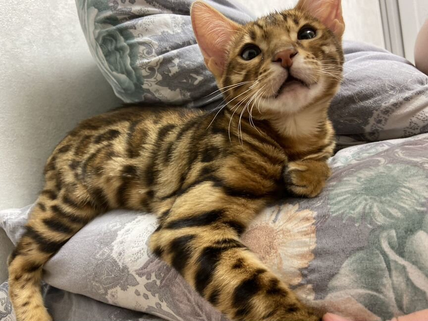 Бенгальские котята