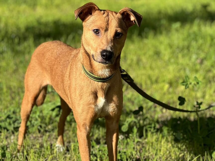 Миниатюрная рыжая собака в добрые руки