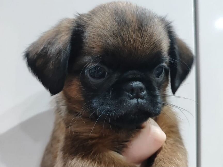 Малыши брабансончики