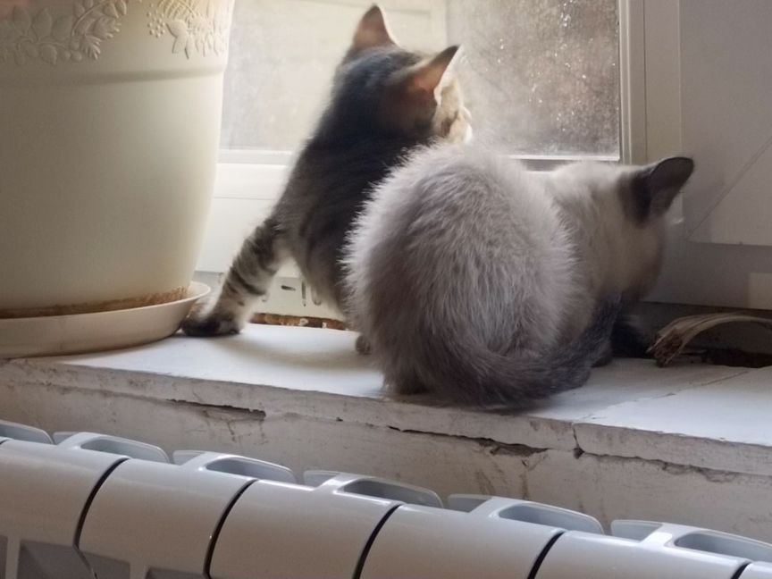 2 котенка (мальчик/девочка)
