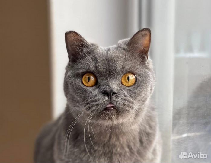 Британский кот Мистер в добрые руки