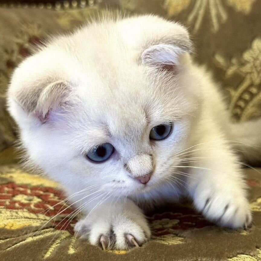 Вислоухая кошечка 2 мес