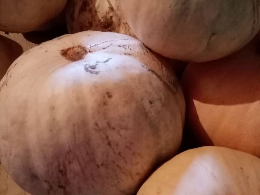 Тыква кормовая