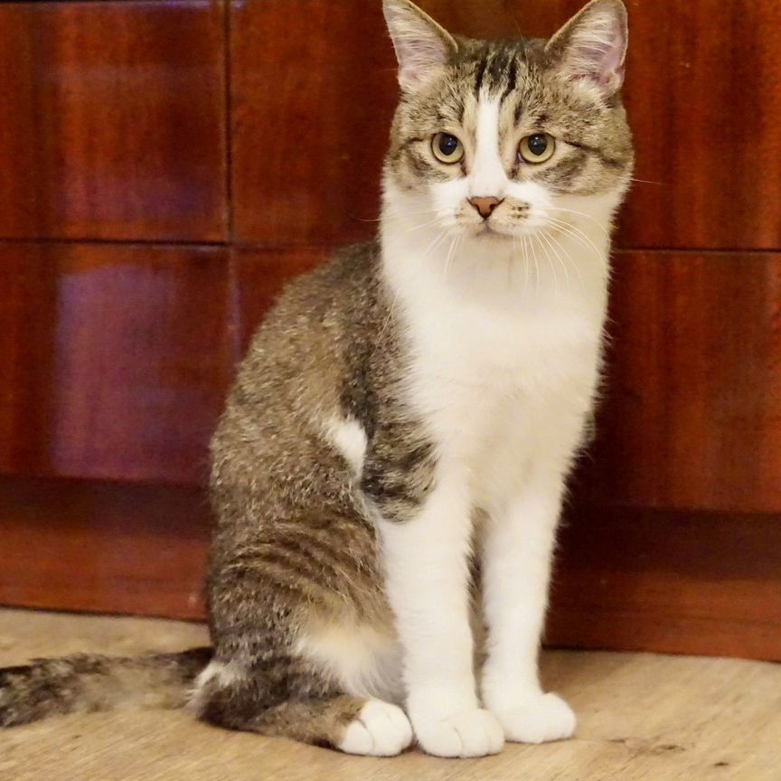 Классный кот