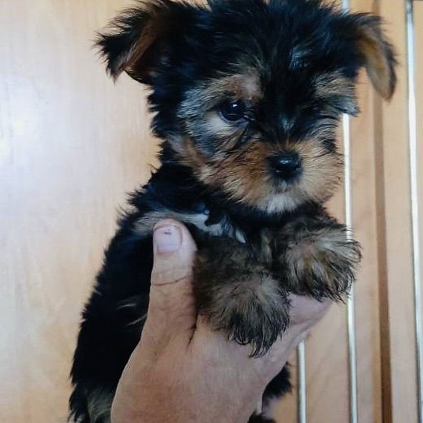 Йоркширский терьер, щенок