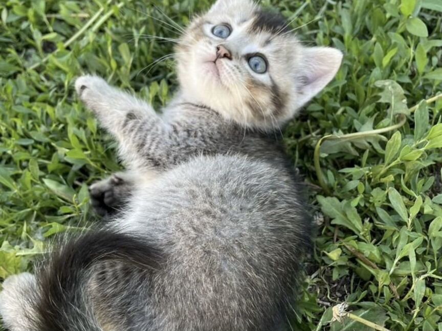 Котенок мальчик только в надежные руки