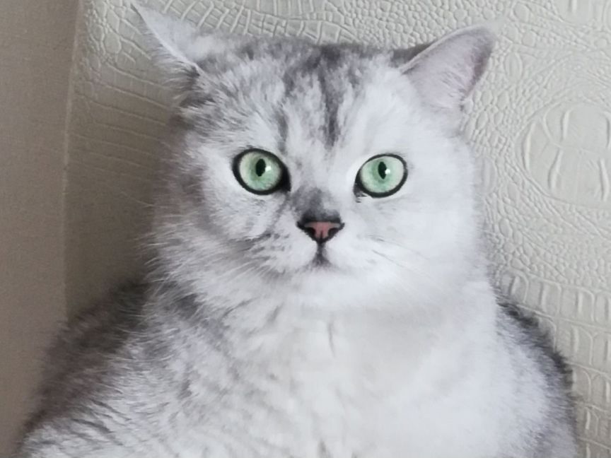 Кот, британец, песцовой расцветки, 4 года