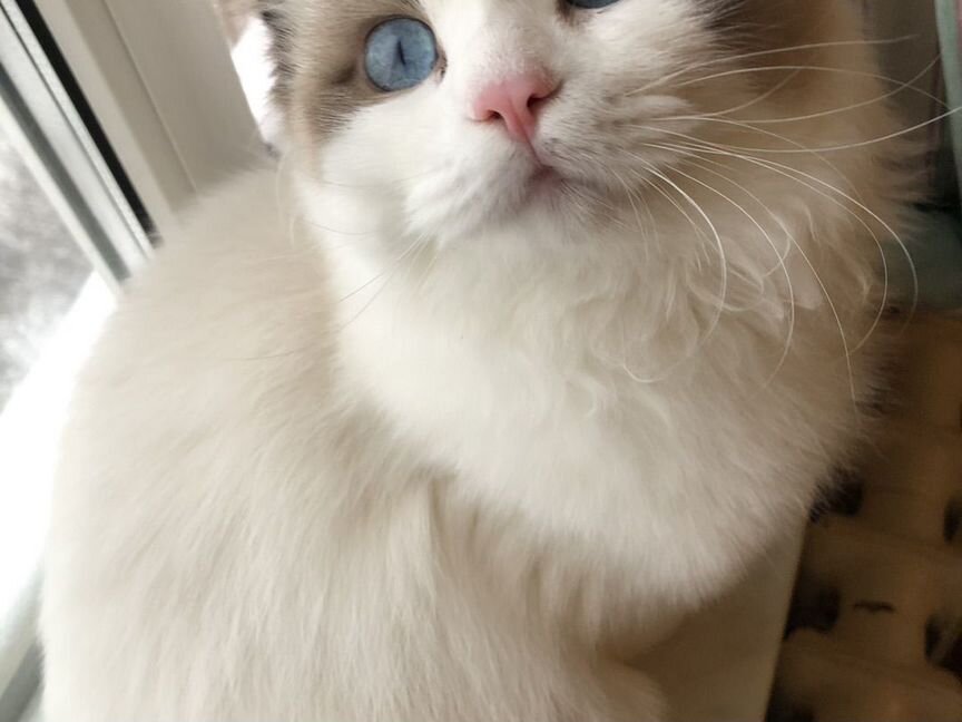 Продаю кошку