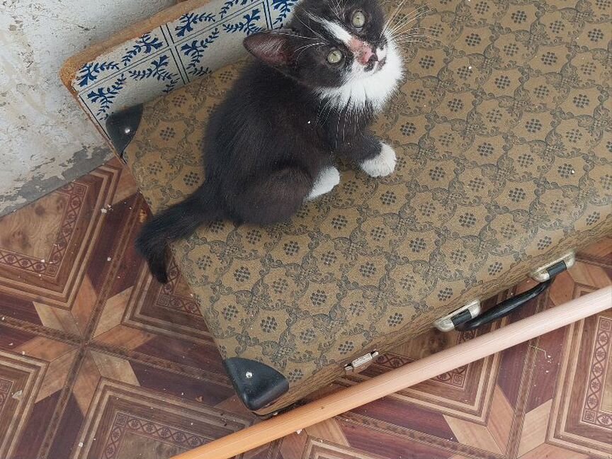 Котёнок маленький Трактор в добрые руки