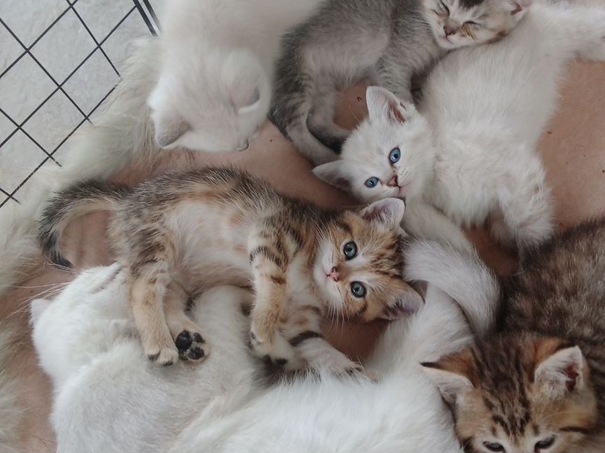 Шотландские котята