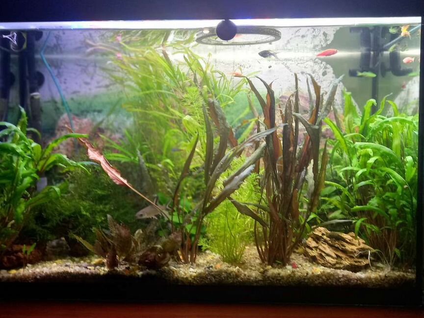 Аквариумное растение