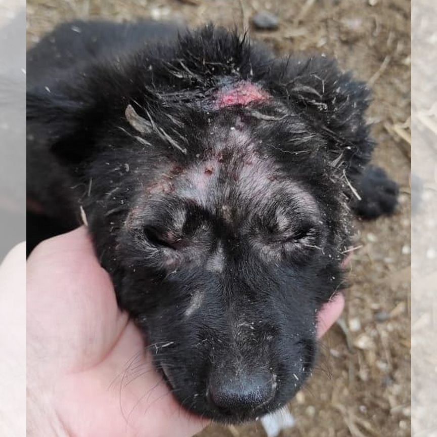 Щенок в добрые руки