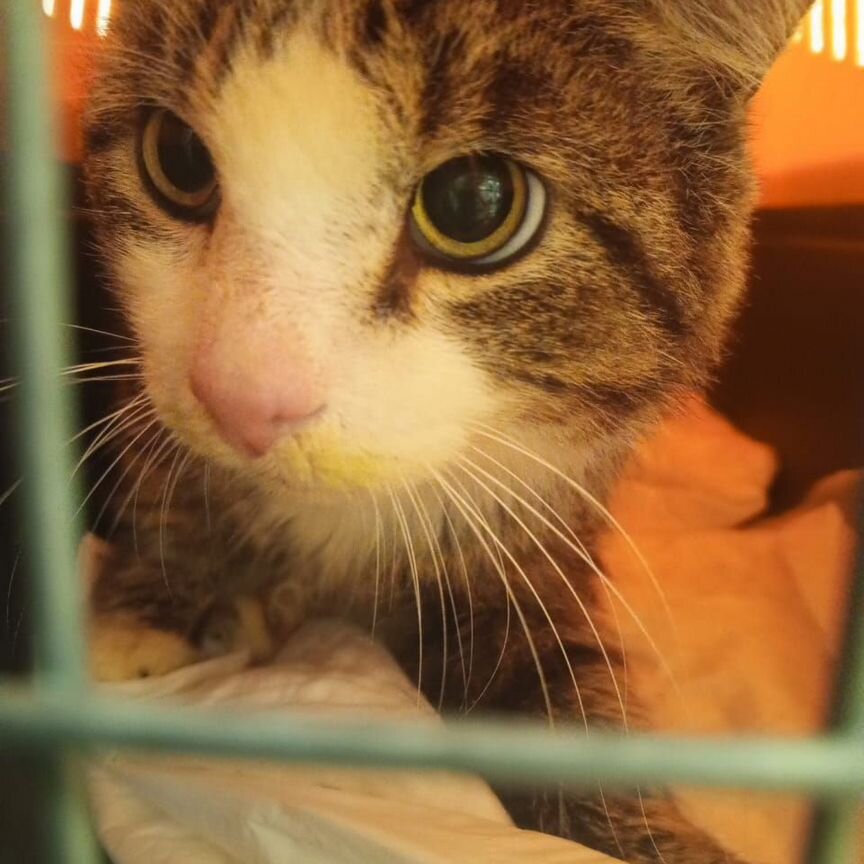 Котик со страшной судьбой. Ищет дом