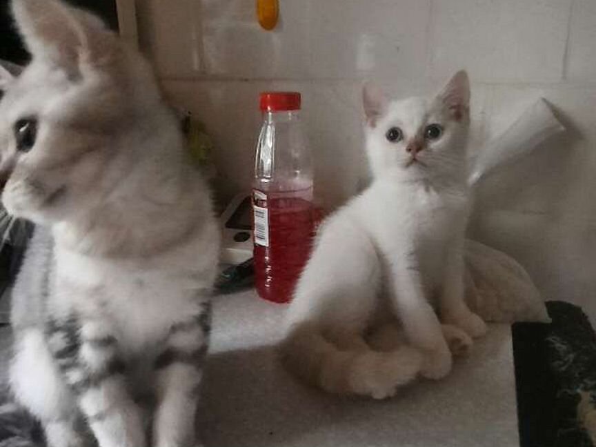 Шотландские котята