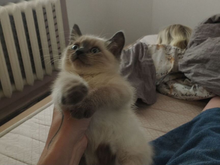 Кошка котенок 3месяца в добрые руки