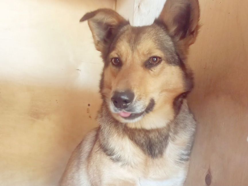 Милая Ася в добрые руки