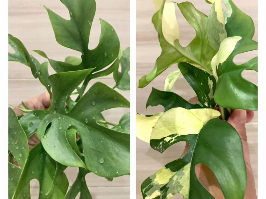 Рафидофора тетрасперма вариегатная и обычная