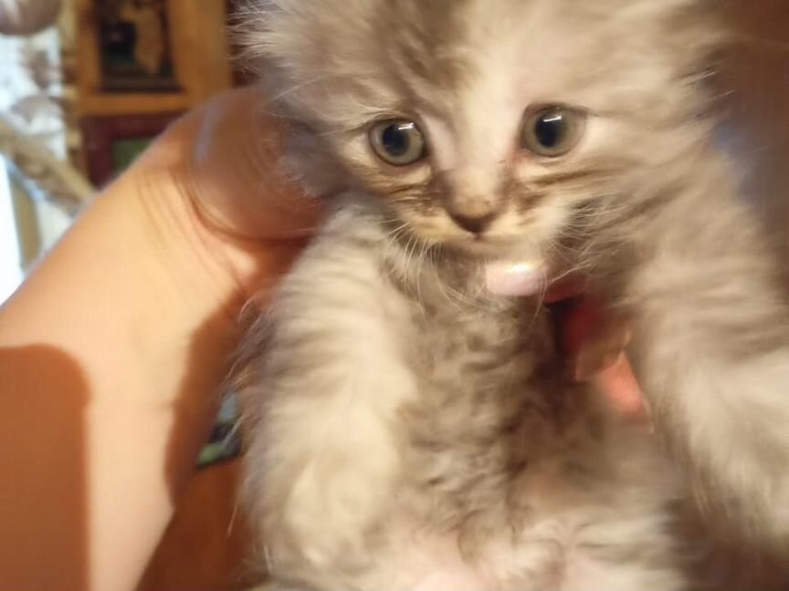Кошка