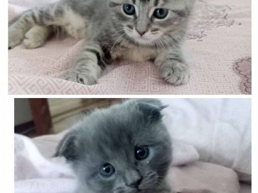 Мейн-кун и британец