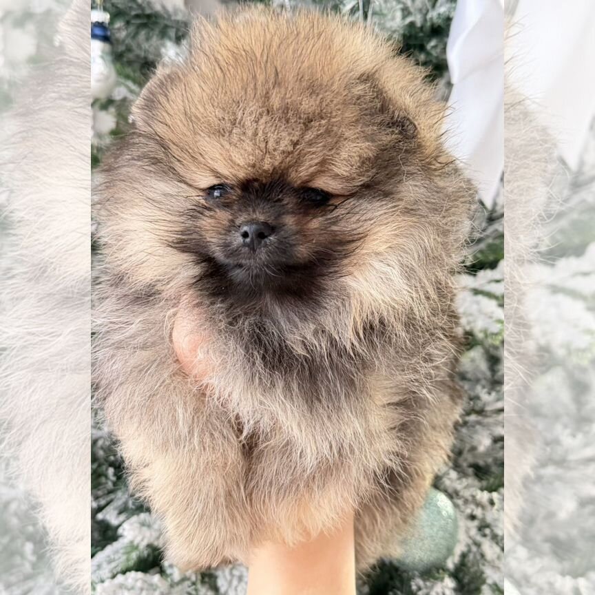 Померанский шпиц, щенок