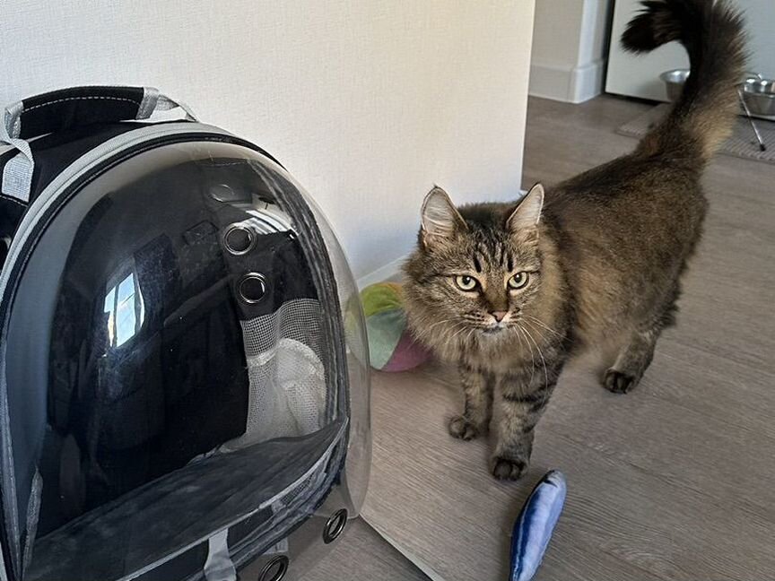 Переноска рюкзак