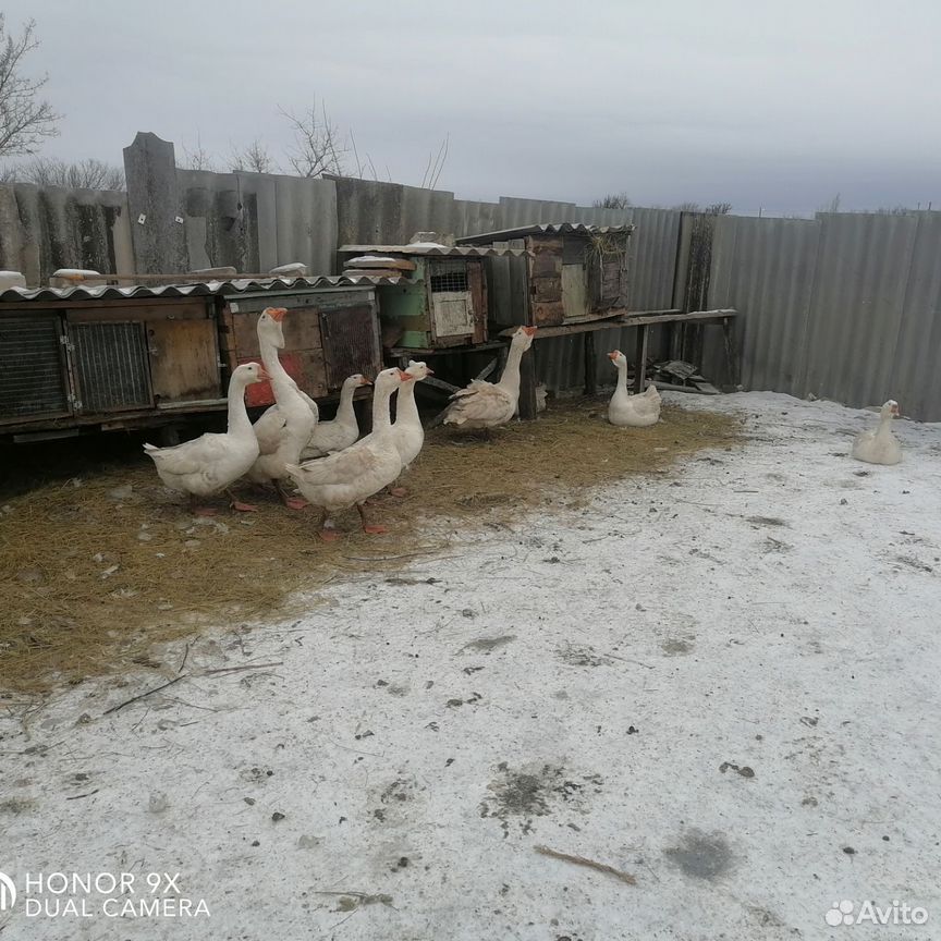 Продаются холмогорские гуси