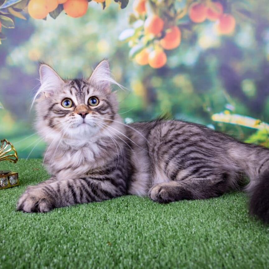 Сибирские котята