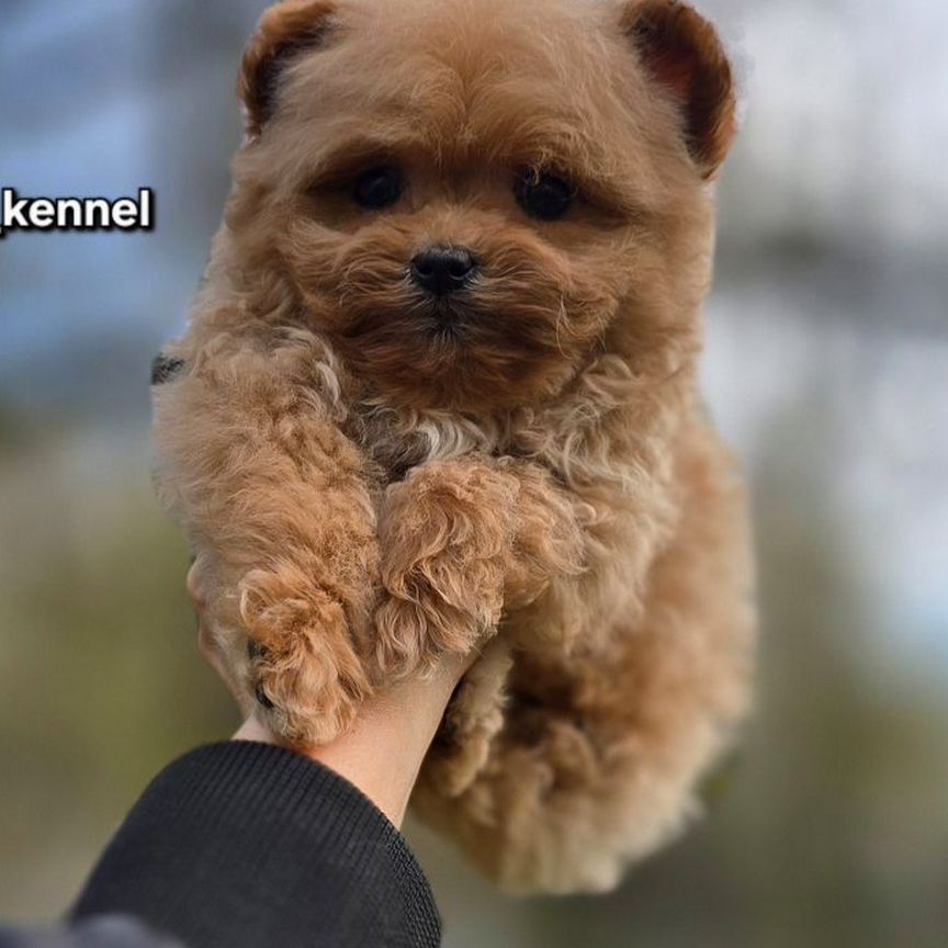 Мальтипу, щенок