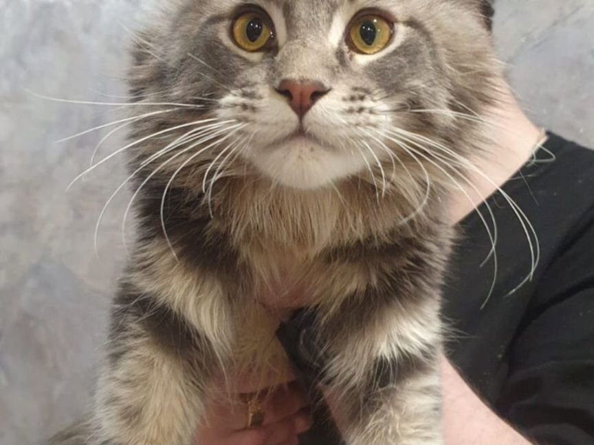 Мейн-кун кот 8 месяцев в разведение