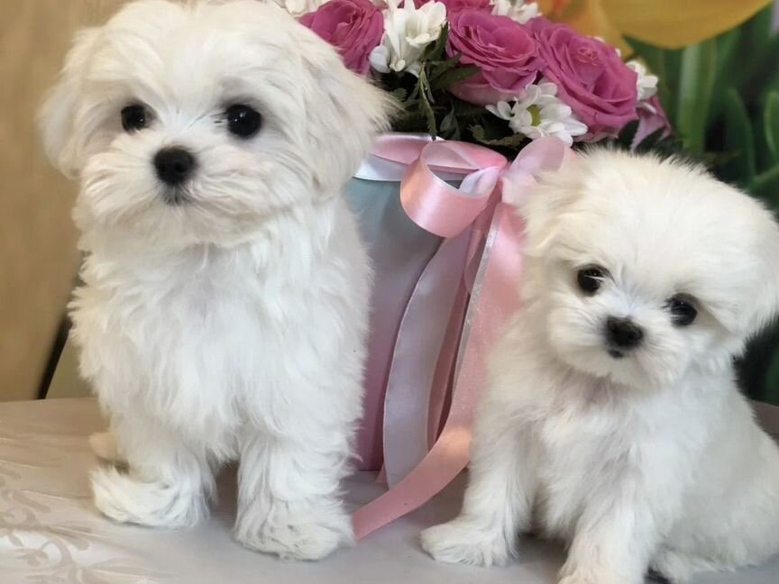 Белоснежки альчтк и девочки