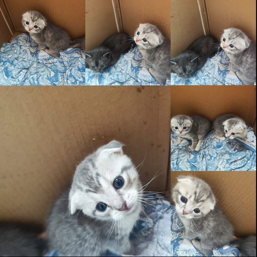 Продам вислоухих котят