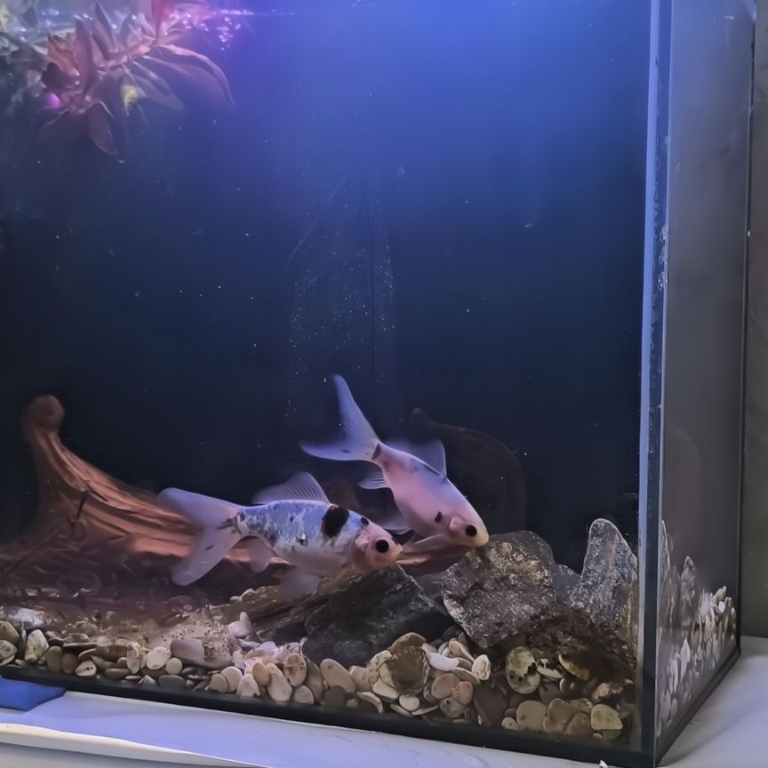 Аквариумные рыбки за шоколадку