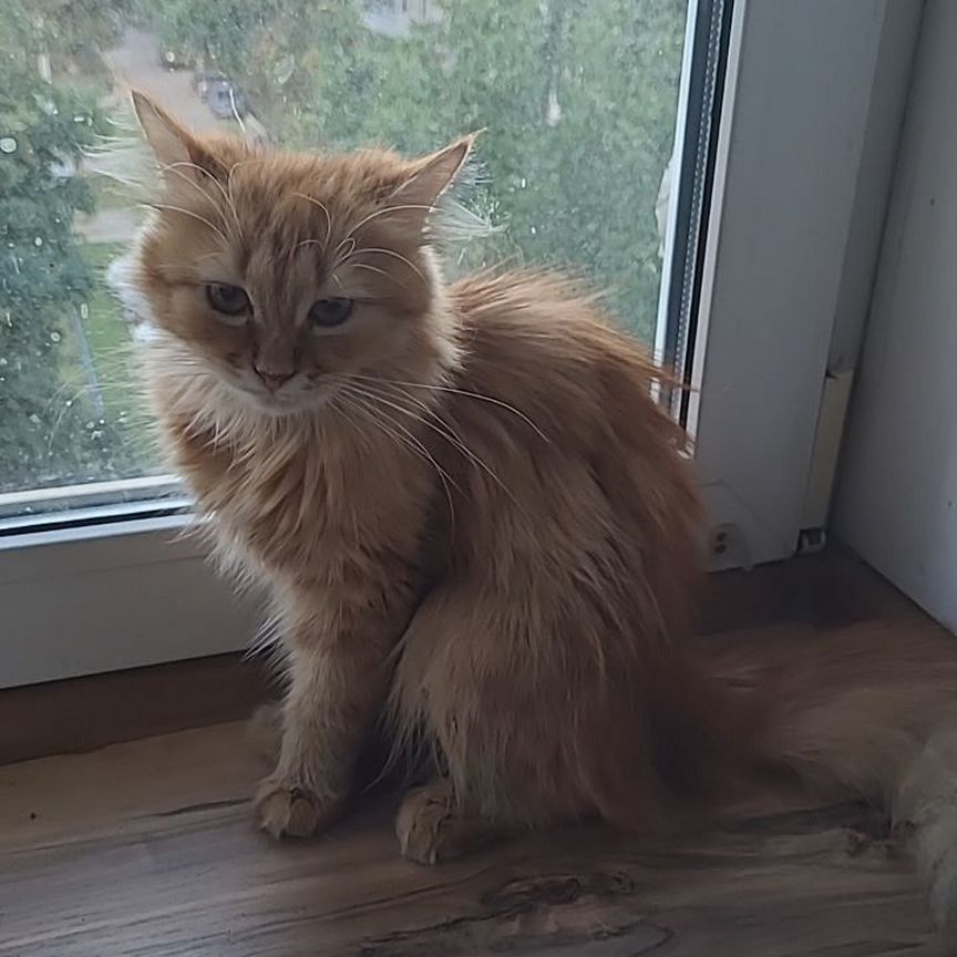 Кот