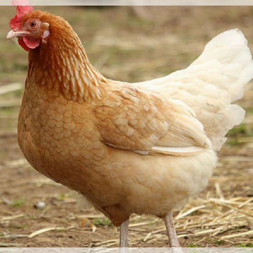 Куры домашние