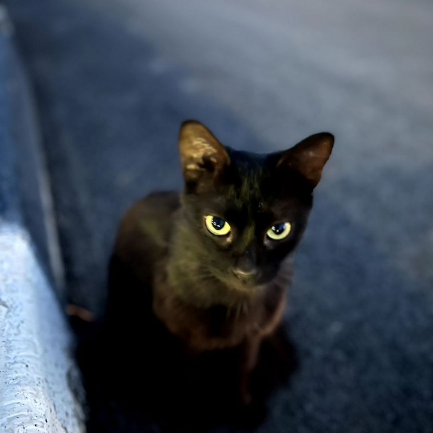 Котик уголёк