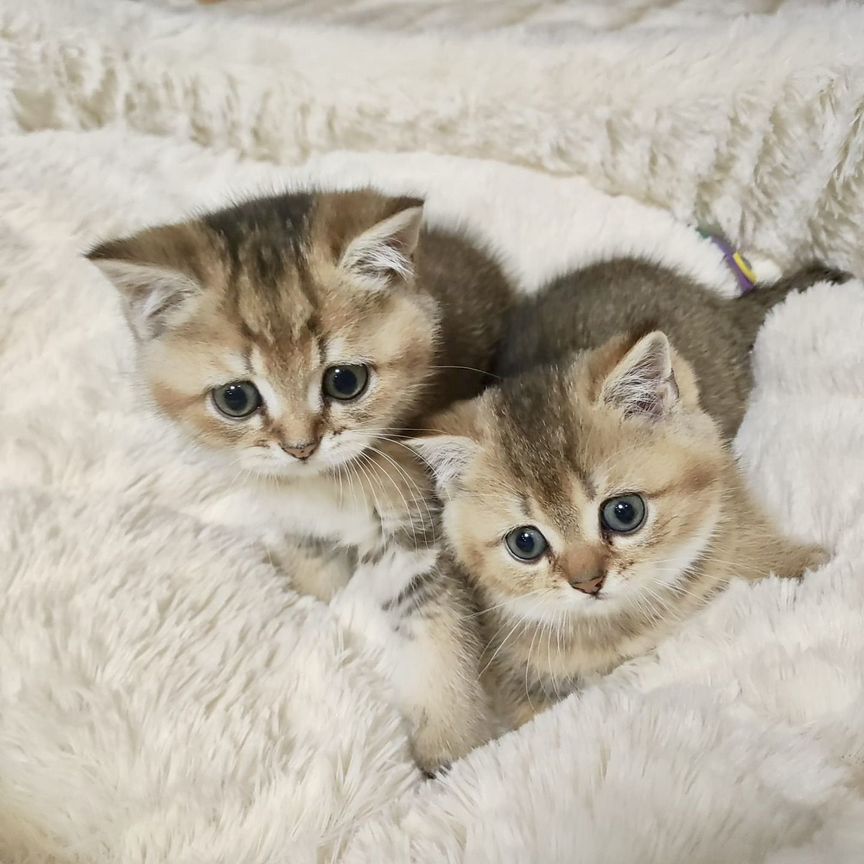 Шотландские котята