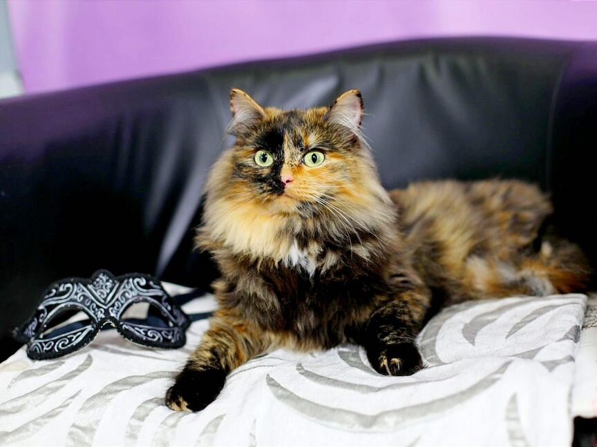 Кошка Жанетт пушистая