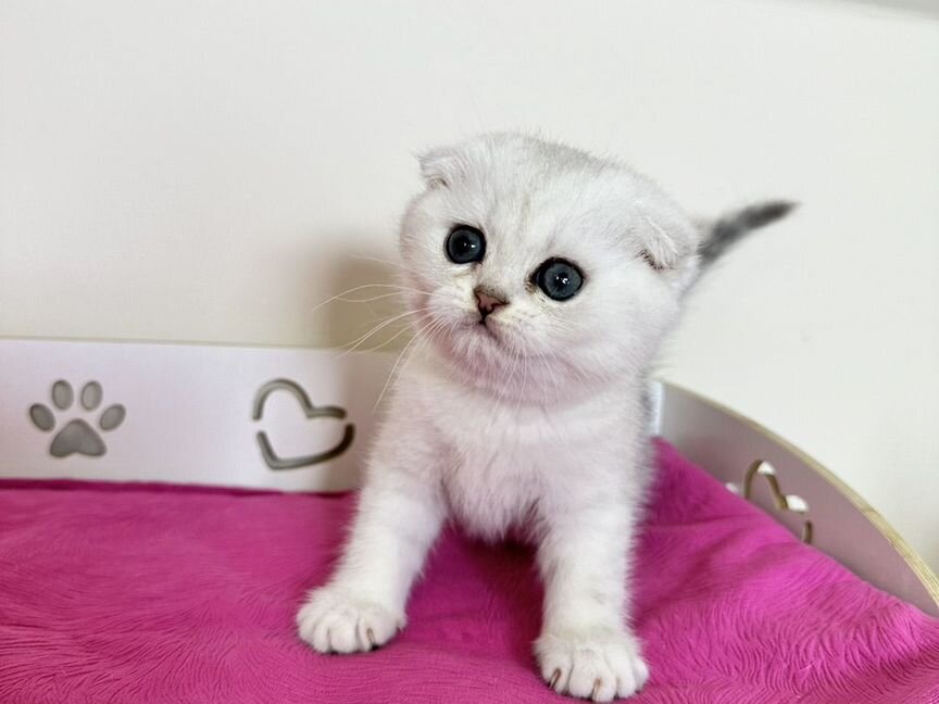 Шиншилловая девочка с зелеными глазками