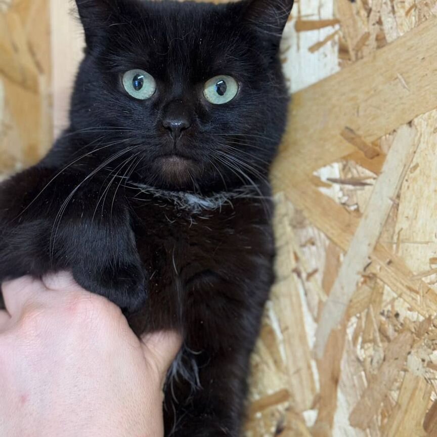 Красавица кошечка Вуаль из приюта в дар