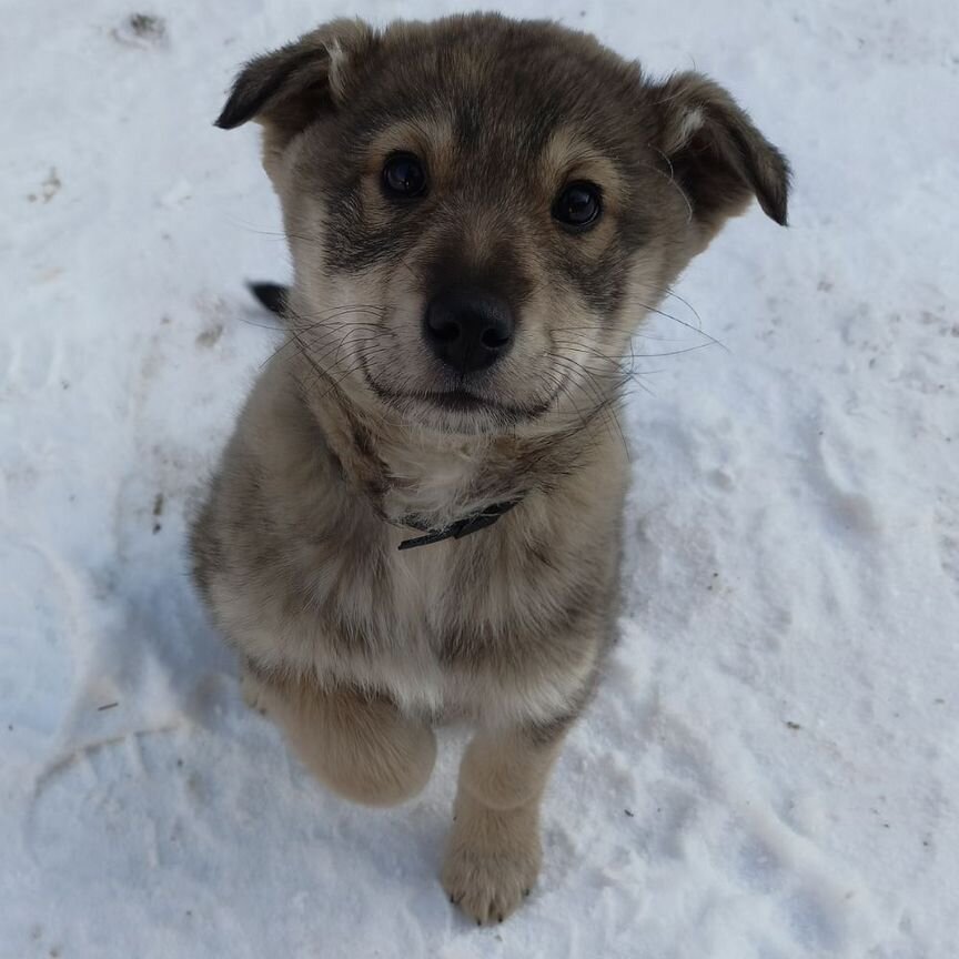 Щенок в добрые руки