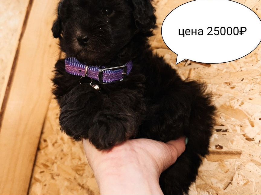 Щеночек мальтипу